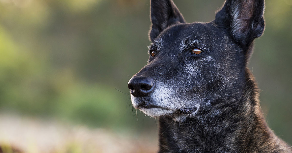 Retired Military Working Dogs - Black Hawk